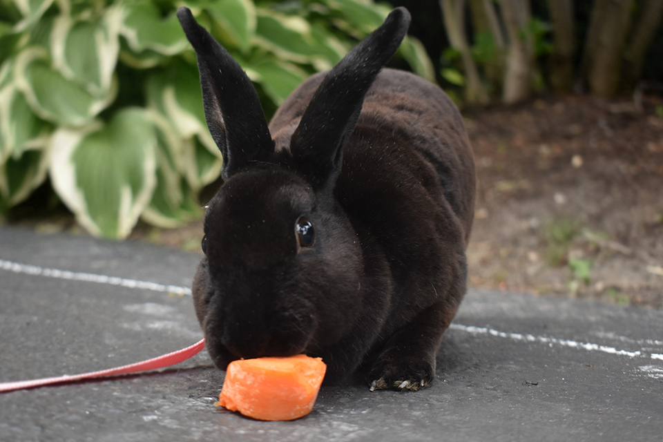 How To Travel With a Rabbit - Pet Travel Center