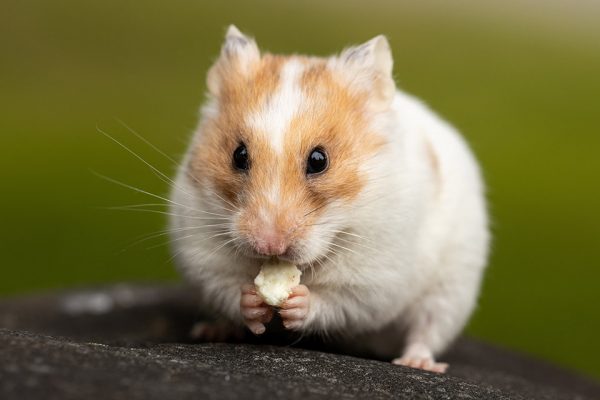 Is It Safe To Travel With A Hamster - Pet Travel Center