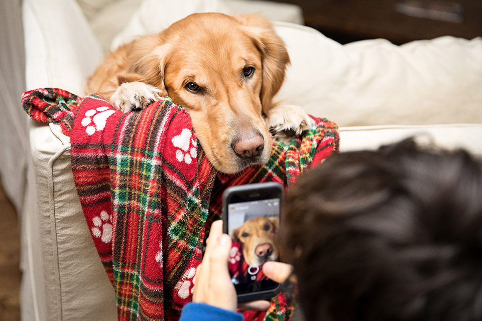Best Social Networking Apps For Your Pet - Pet Travel Center
